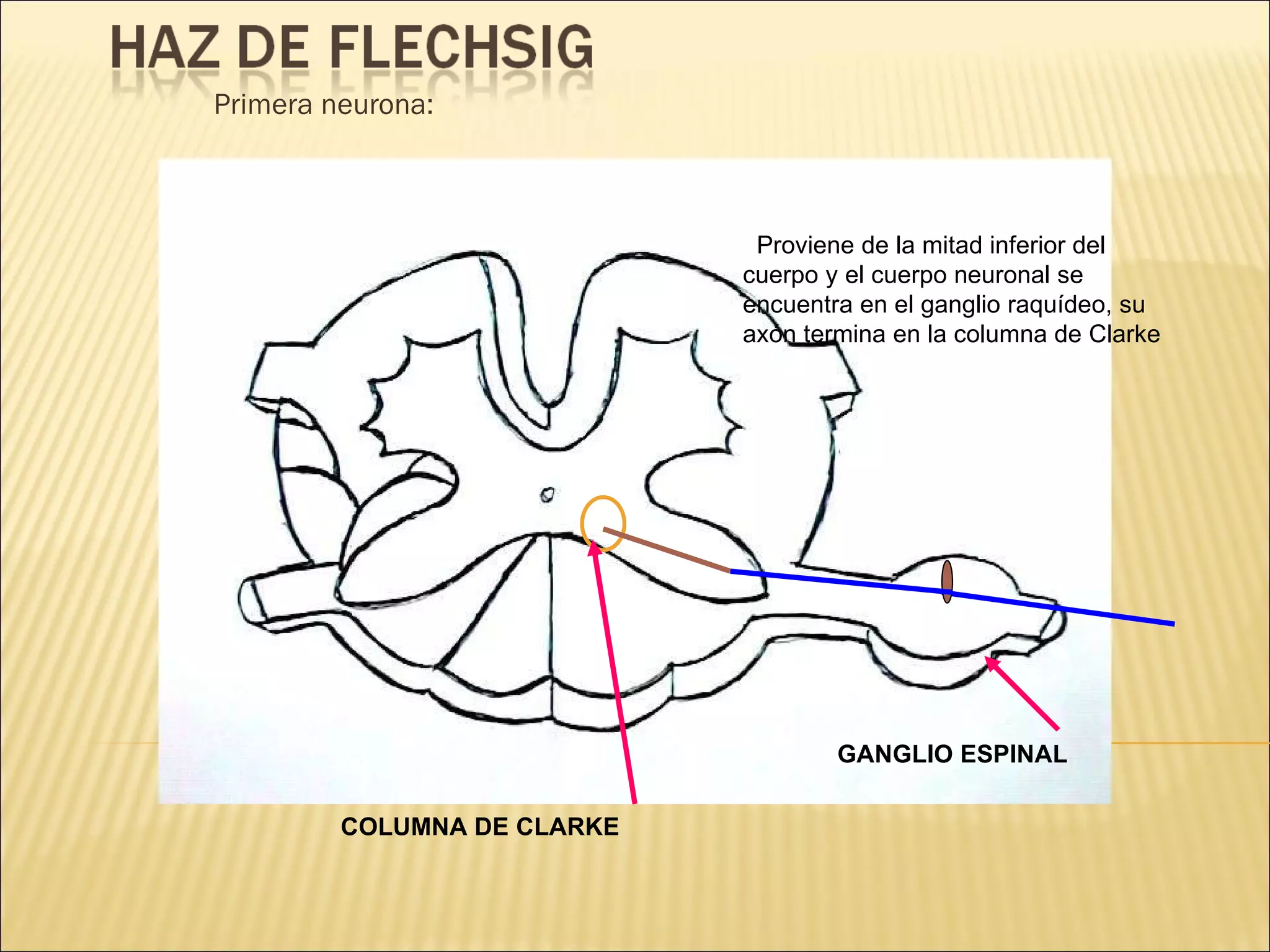 Anatomia Medula Espinal | PPT