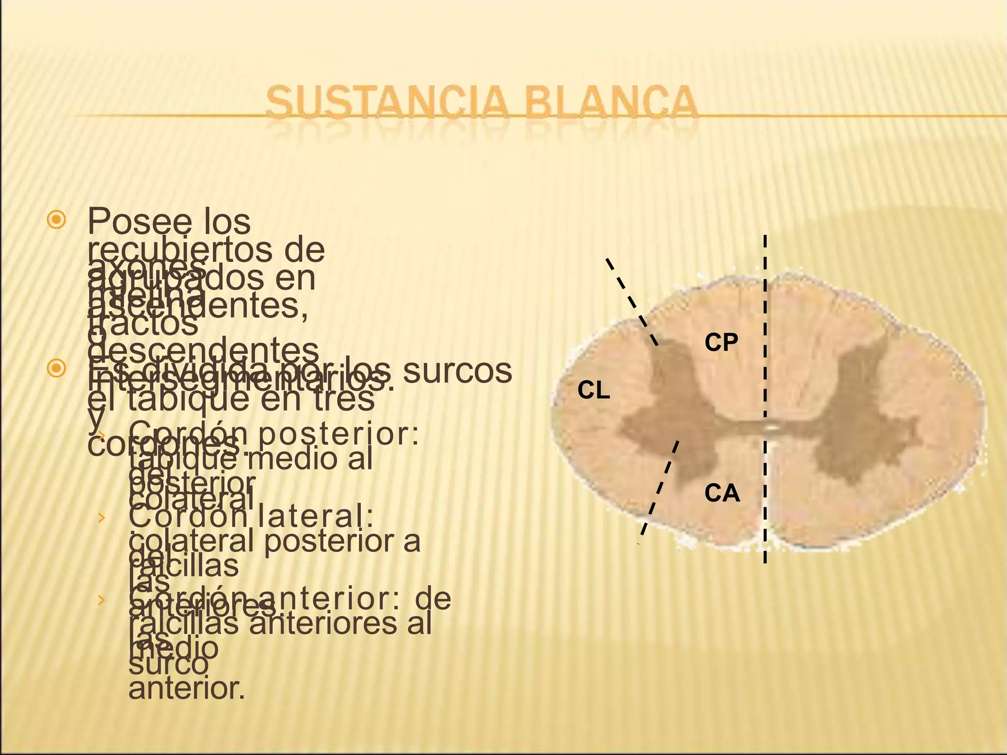 anatomia medula espinal (slide).pptx