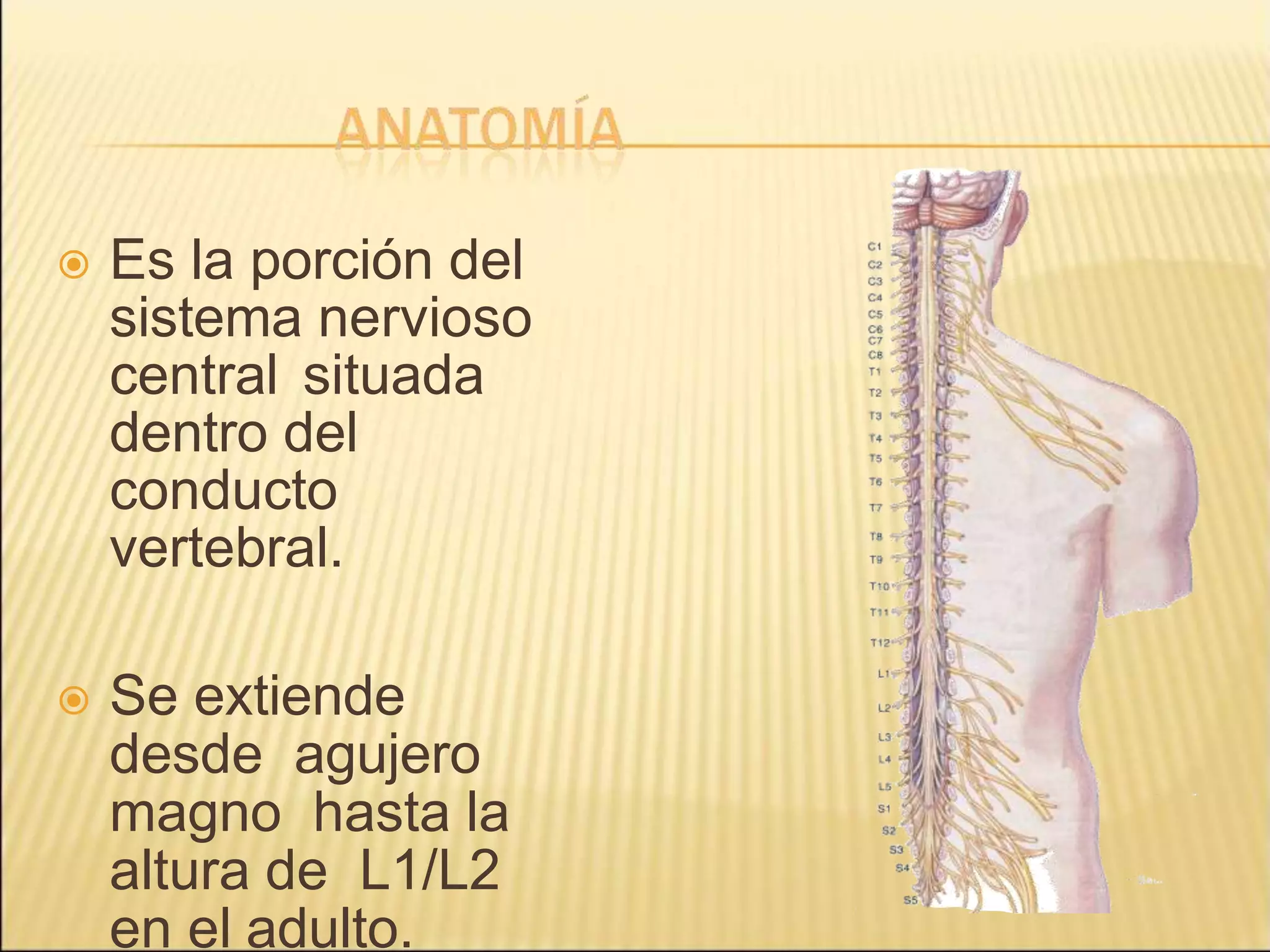 anatomia medula espinal (slide).pptx