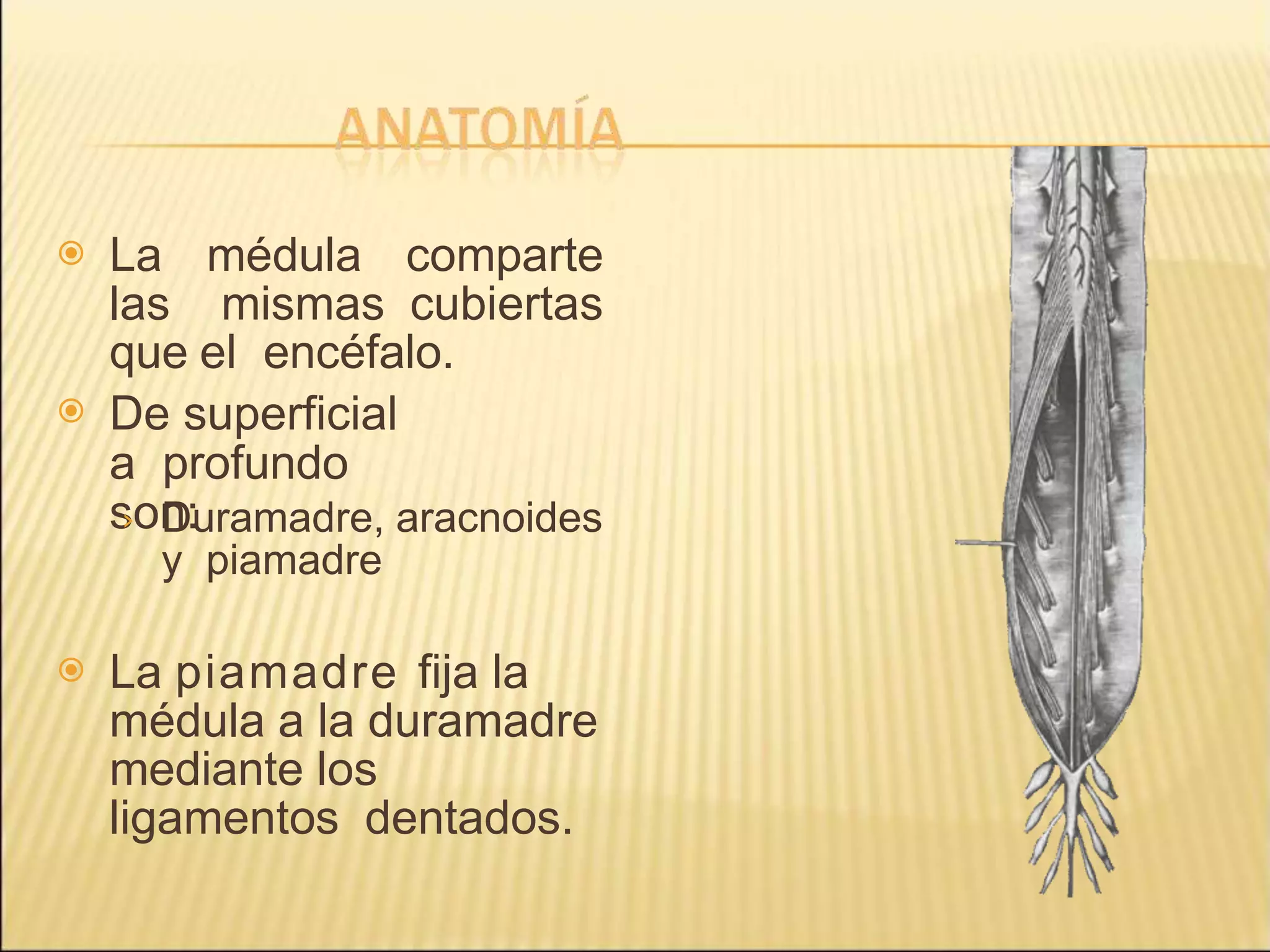 anatomia medula espinal (slide).pptx
