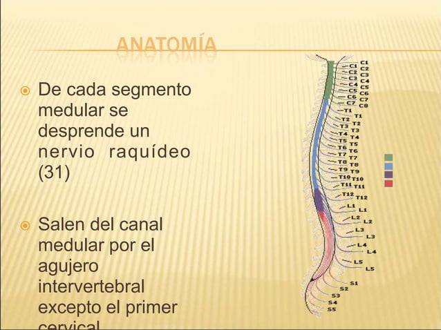 anatomia medula espinal (slide).pptx