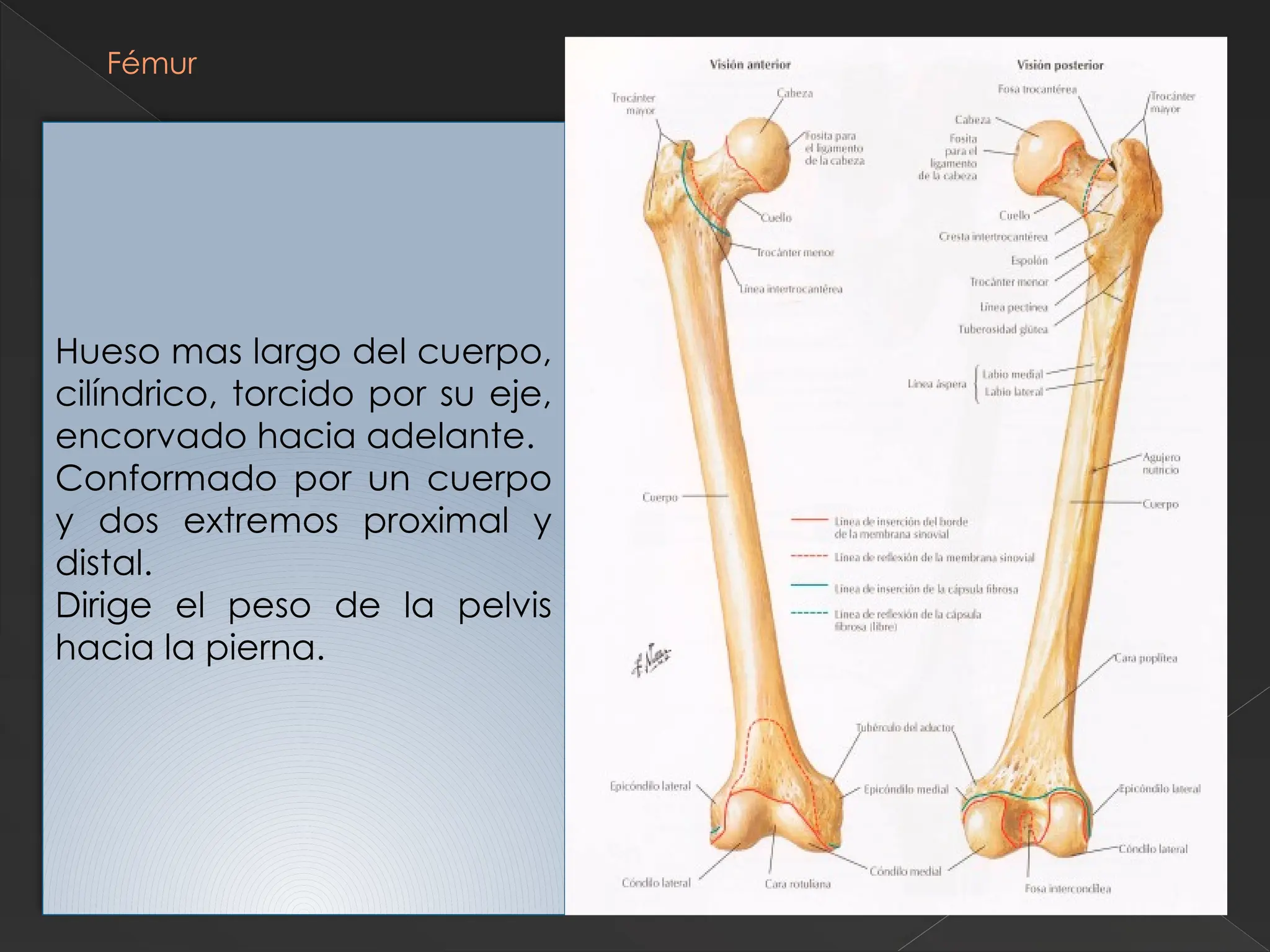 Anatomia del miembro inferior descripcion | PPTX