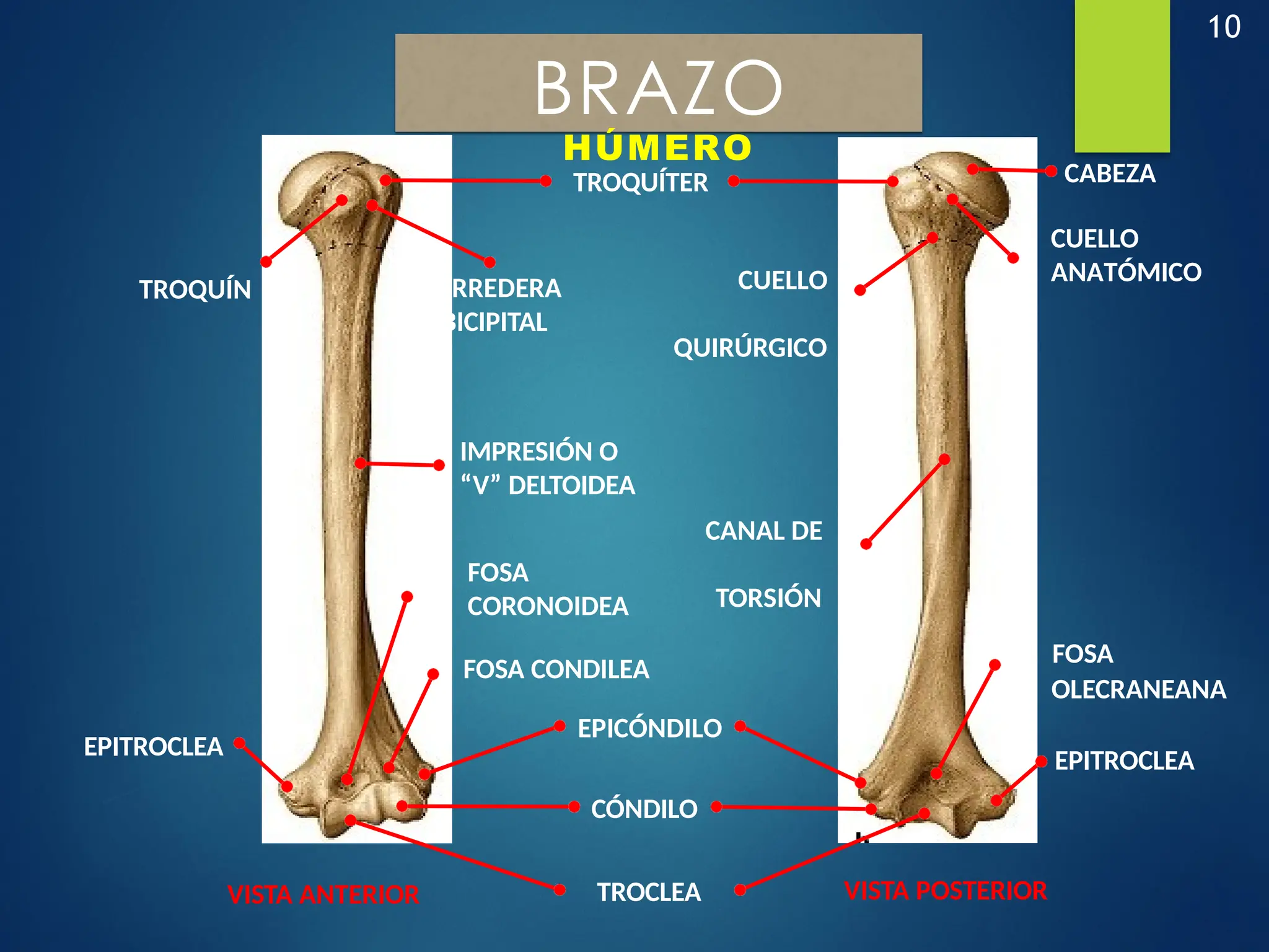 ANATOMIA MIEMBRO SUPERIOR E INFERIOR.pptx