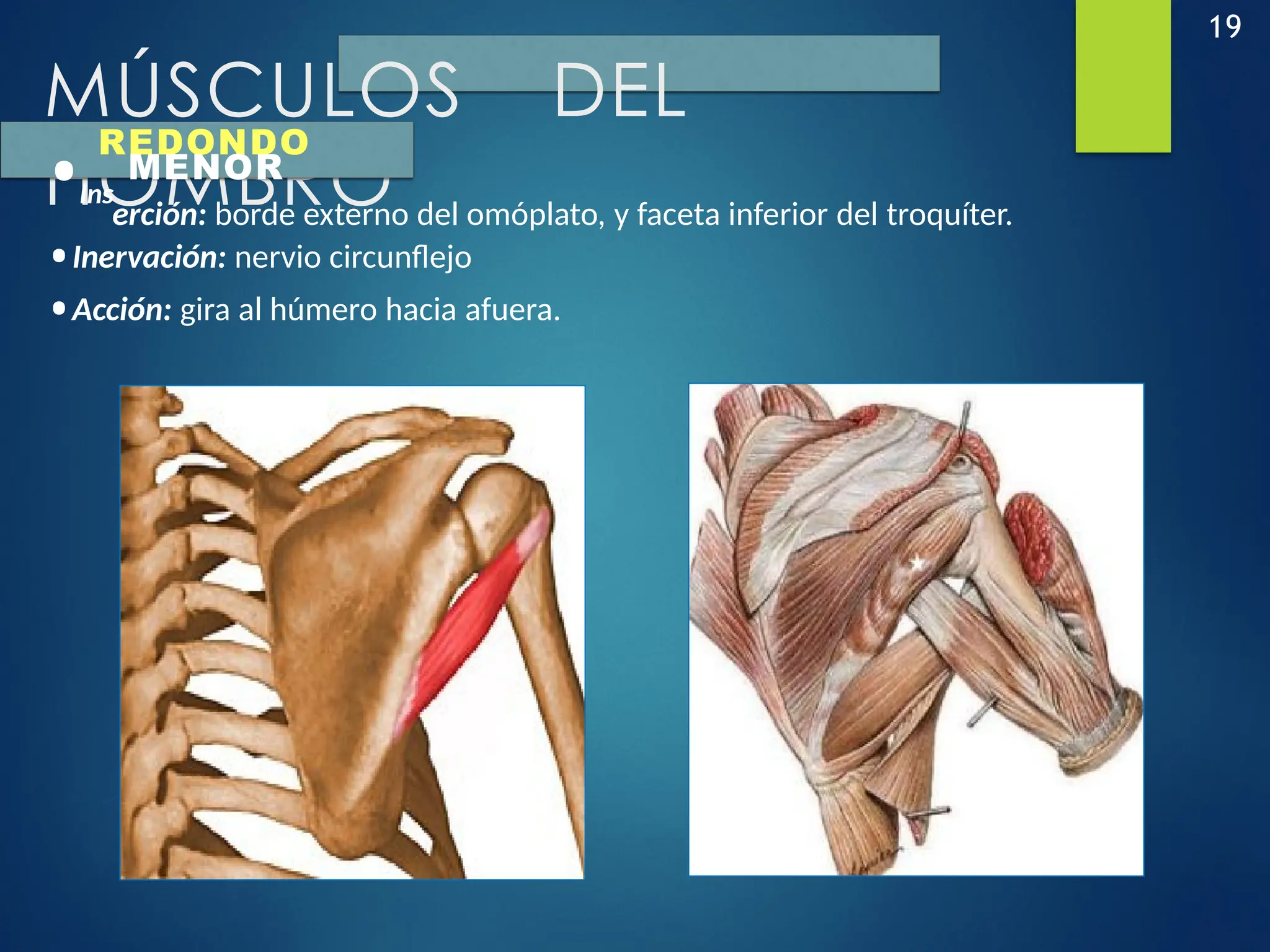 ANATOMIA MIEMBRO SUPERIOR E INFERIOR.pptx