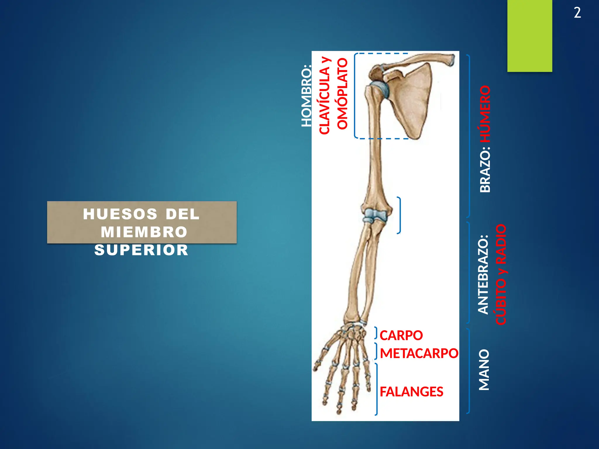 ANATOMIA MIEMBRO SUPERIOR E INFERIOR.pptx