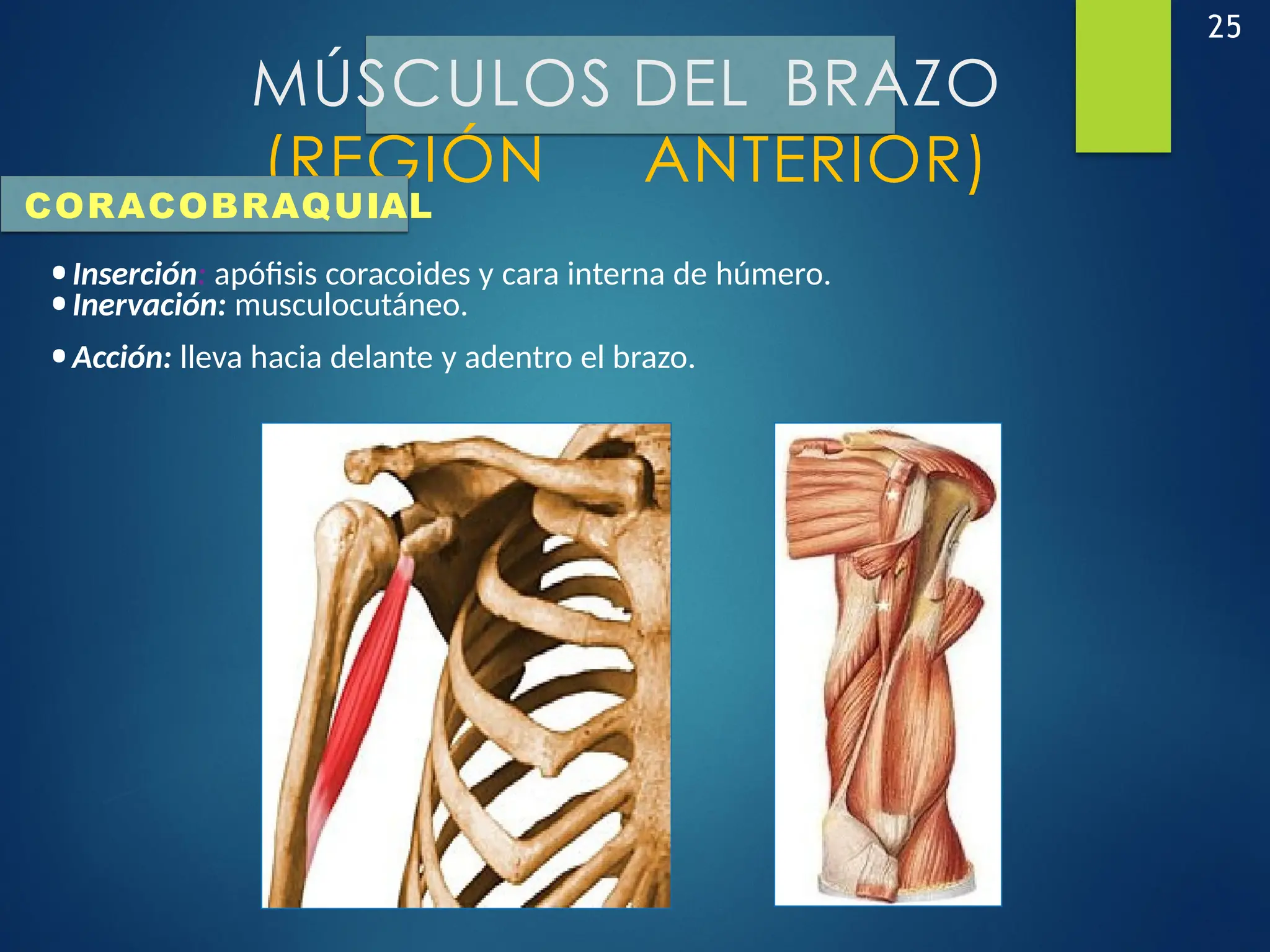 ANATOMIA MIEMBRO SUPERIOR E INFERIOR.pptx