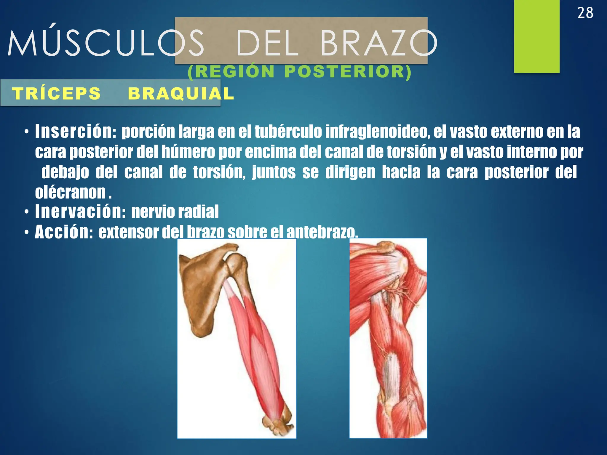 ANATOMIA MIEMBRO SUPERIOR E INFERIOR.pptx