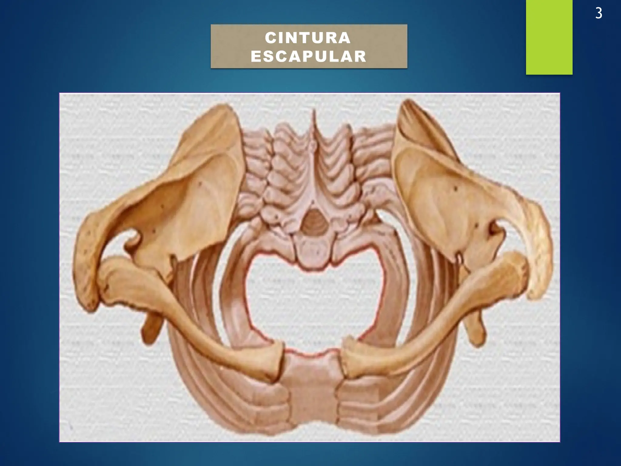 ANATOMIA MIEMBRO SUPERIOR E INFERIOR.pptx
