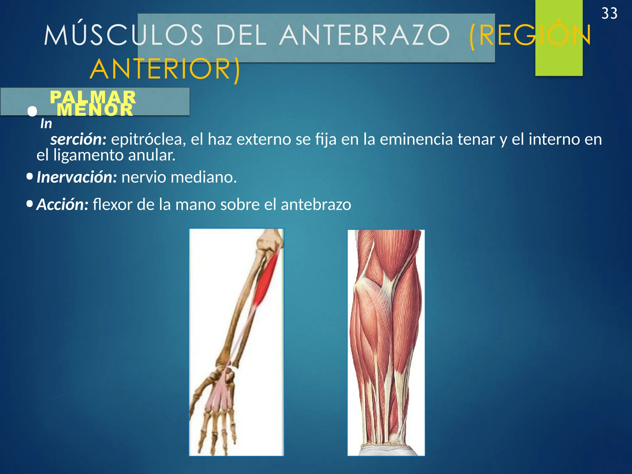 ANATOMIA MIEMBRO SUPERIOR E INFERIOR.pptx