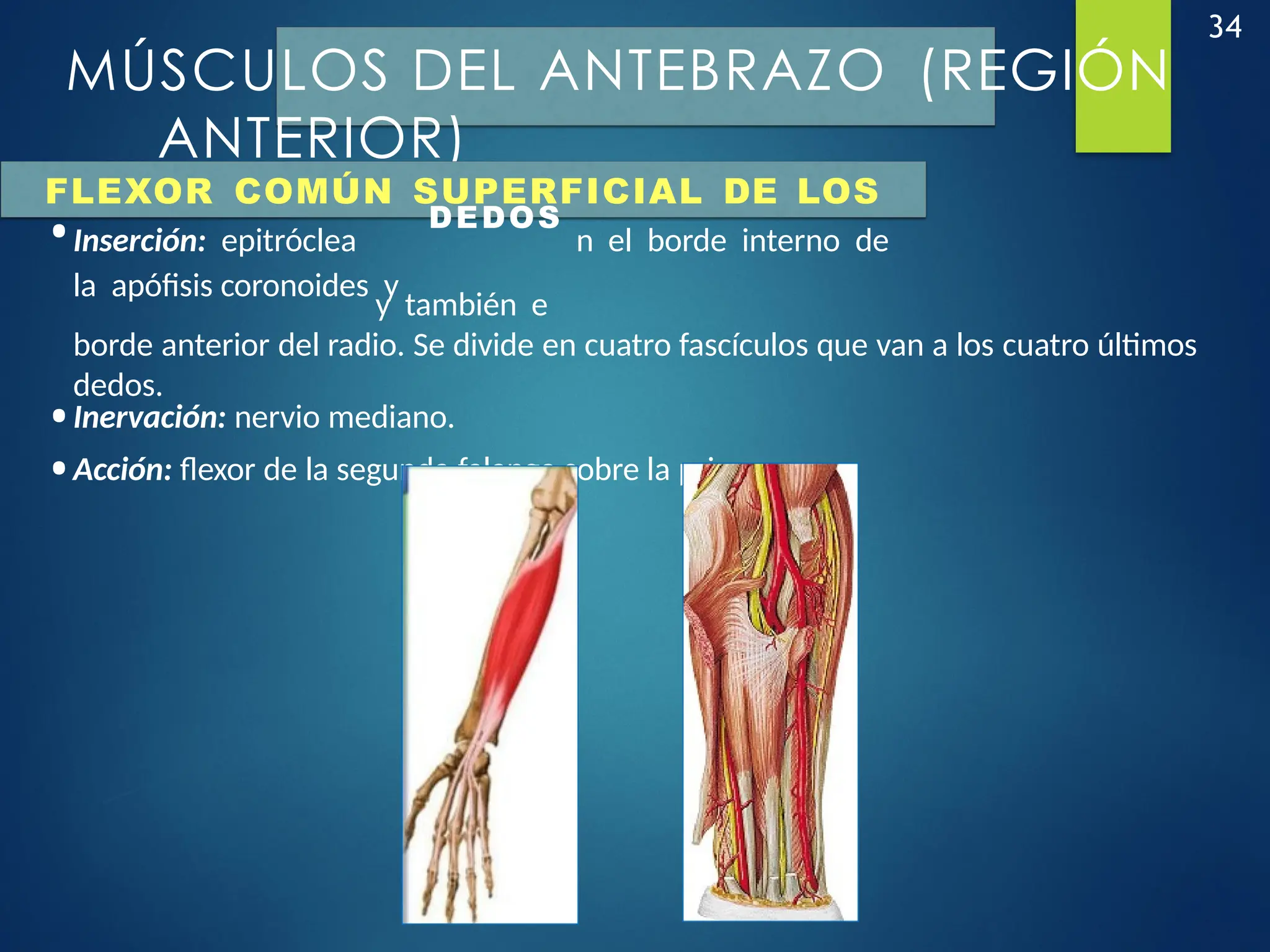 ANATOMIA MIEMBRO SUPERIOR E INFERIOR.pptx