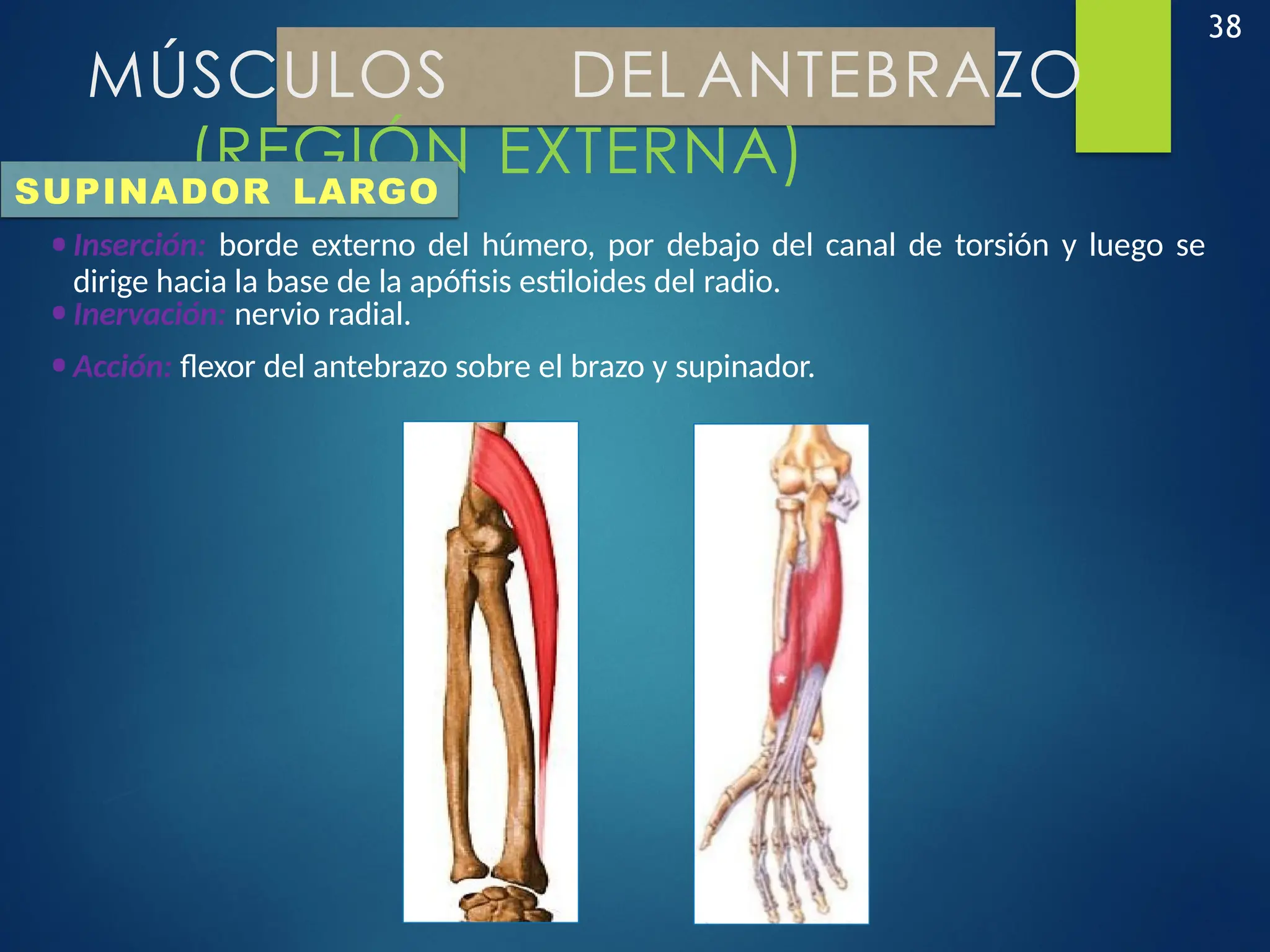ANATOMIA MIEMBRO SUPERIOR E INFERIOR.pptx