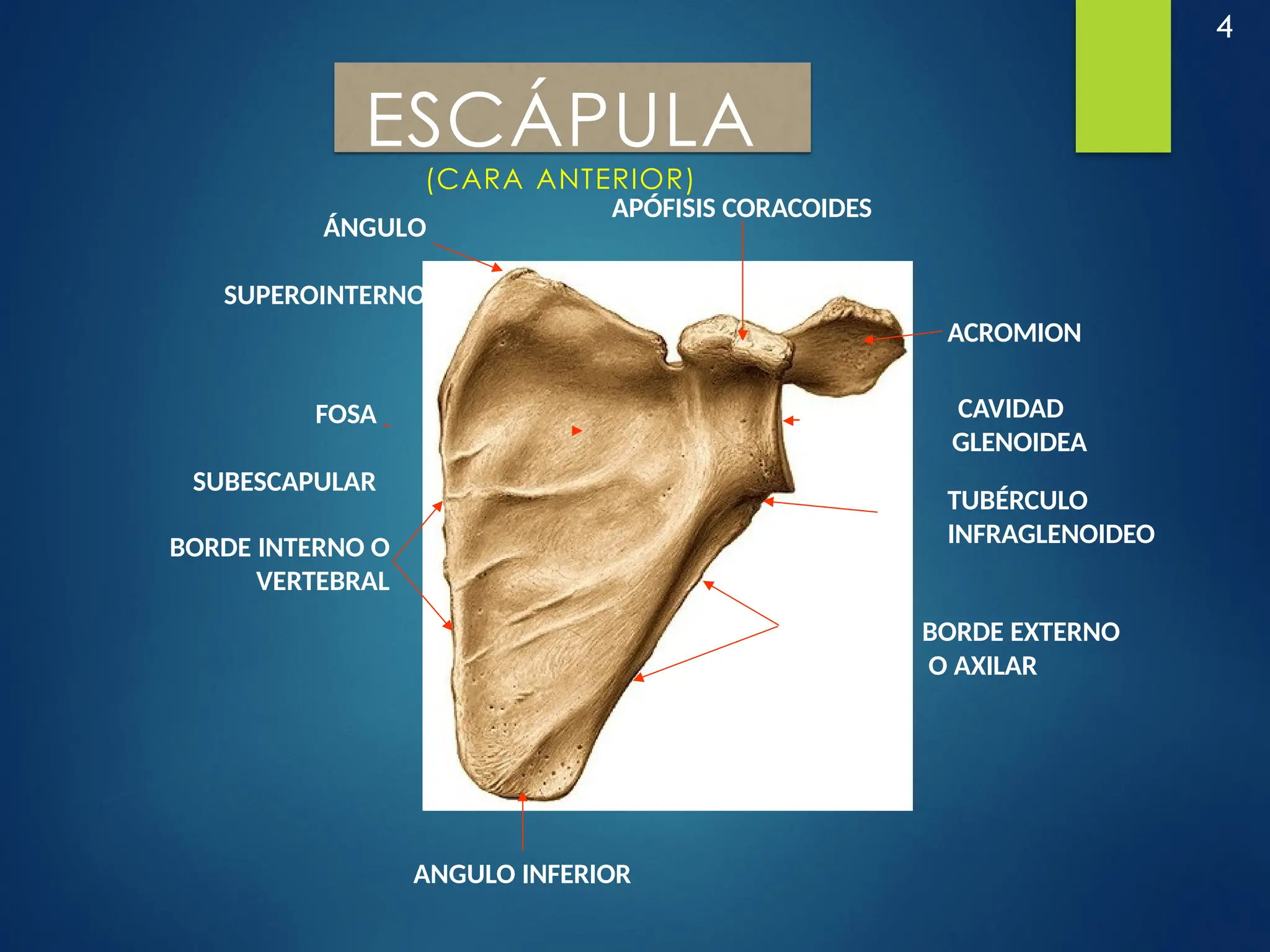 ANATOMIA MIEMBRO SUPERIOR E INFERIOR.pptx