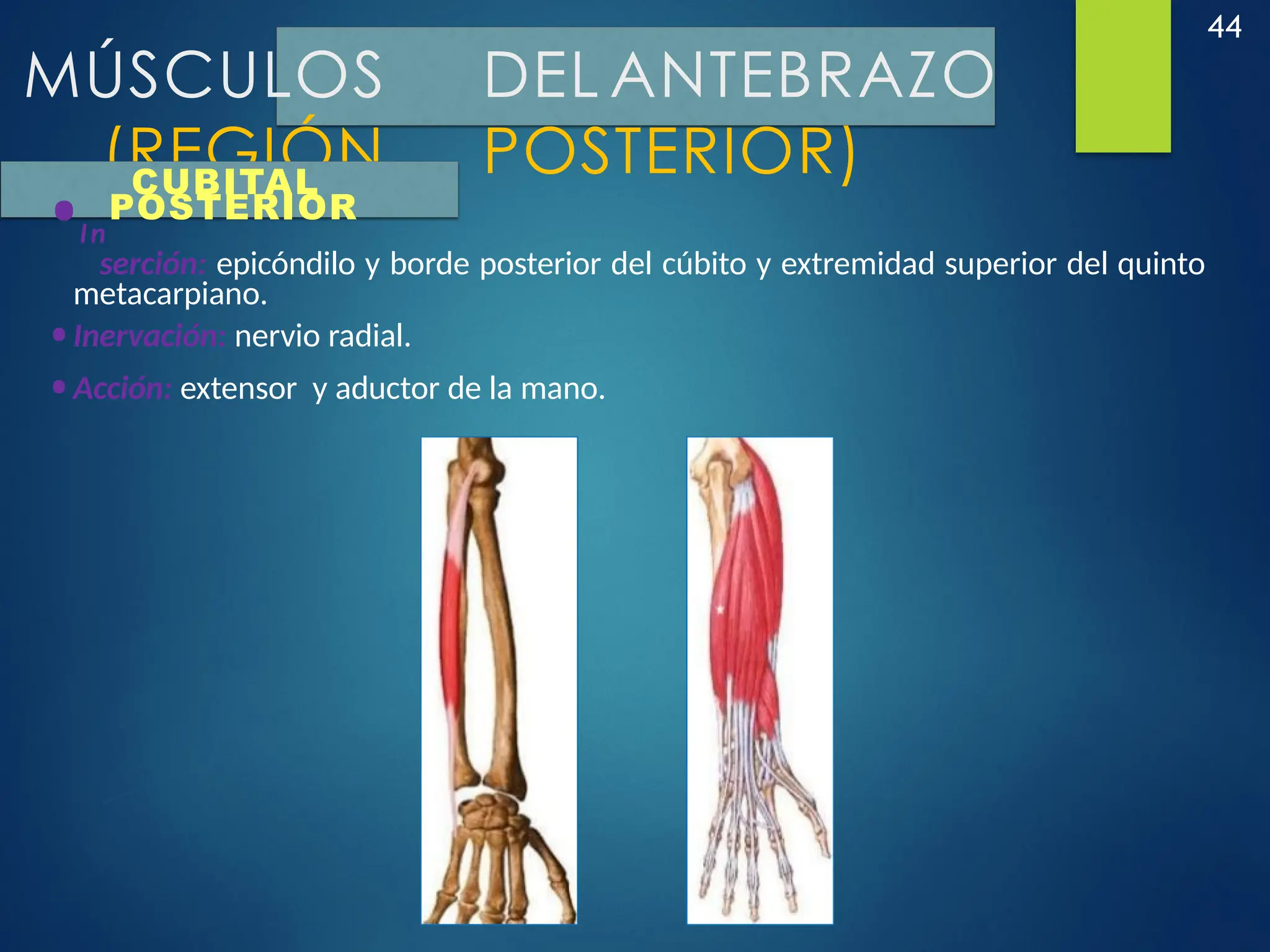 ANATOMIA MIEMBRO SUPERIOR E INFERIOR.pptx