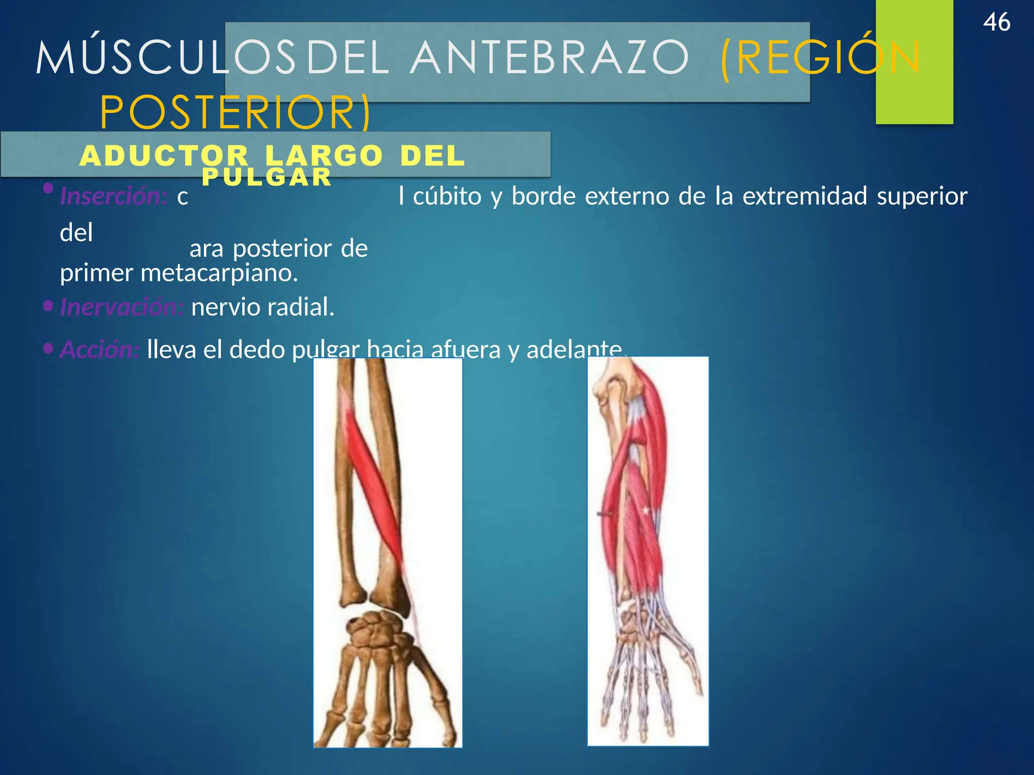 ANATOMIA MIEMBRO SUPERIOR E INFERIOR.pptx