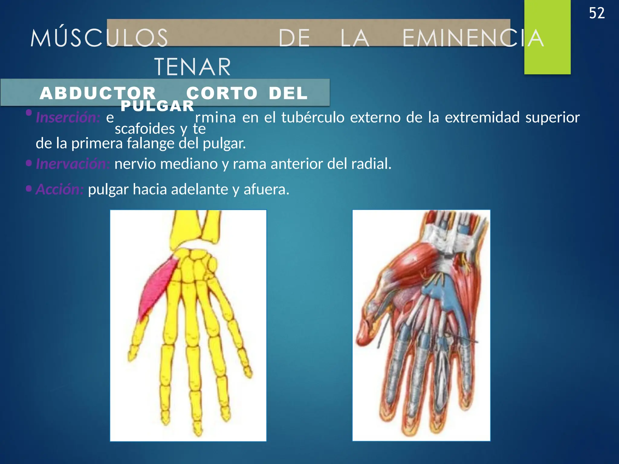 ANATOMIA MIEMBRO SUPERIOR E INFERIOR.pptx