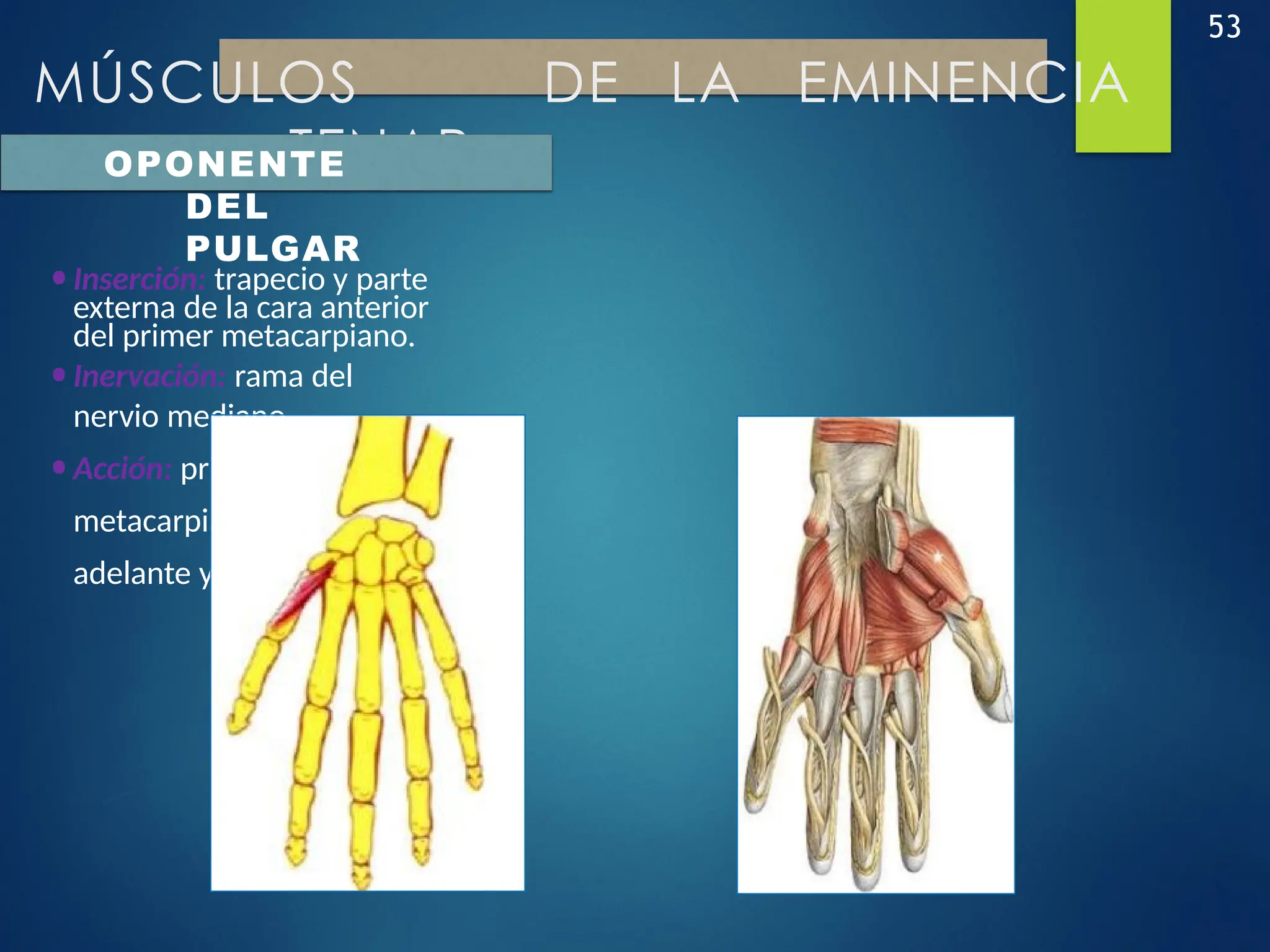 ANATOMIA MIEMBRO SUPERIOR E INFERIOR.pptx