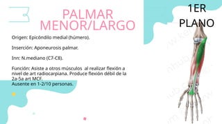ANATOMIA MIEMBRO SUPERIOR COMPLETO MUSCULOS.pptx