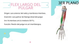 ANATOMIA MIEMBRO SUPERIOR COMPLETO MUSCULOS.pptx