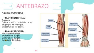 ANATOMIA MIEMBRO SUPERIOR COMPLETO MUSCULOS.pptx