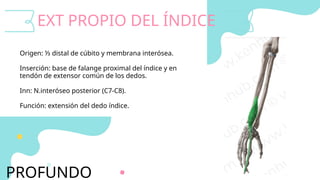 ANATOMIA MIEMBRO SUPERIOR COMPLETO MUSCULOS.pptx