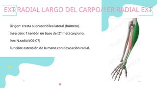ANATOMIA MIEMBRO SUPERIOR COMPLETO MUSCULOS.pptx