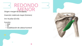 ANATOMIA MIEMBRO SUPERIOR COMPLETO MUSCULOS.pptx