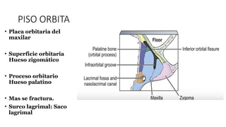 ANATOMIA DEL GLOBO OCULAR Y DE LA ORBITA UNISINU.pptx
