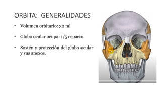 ANATOMIA DEL GLOBO OCULAR Y DE LA ORBITA UNISINU.pptx