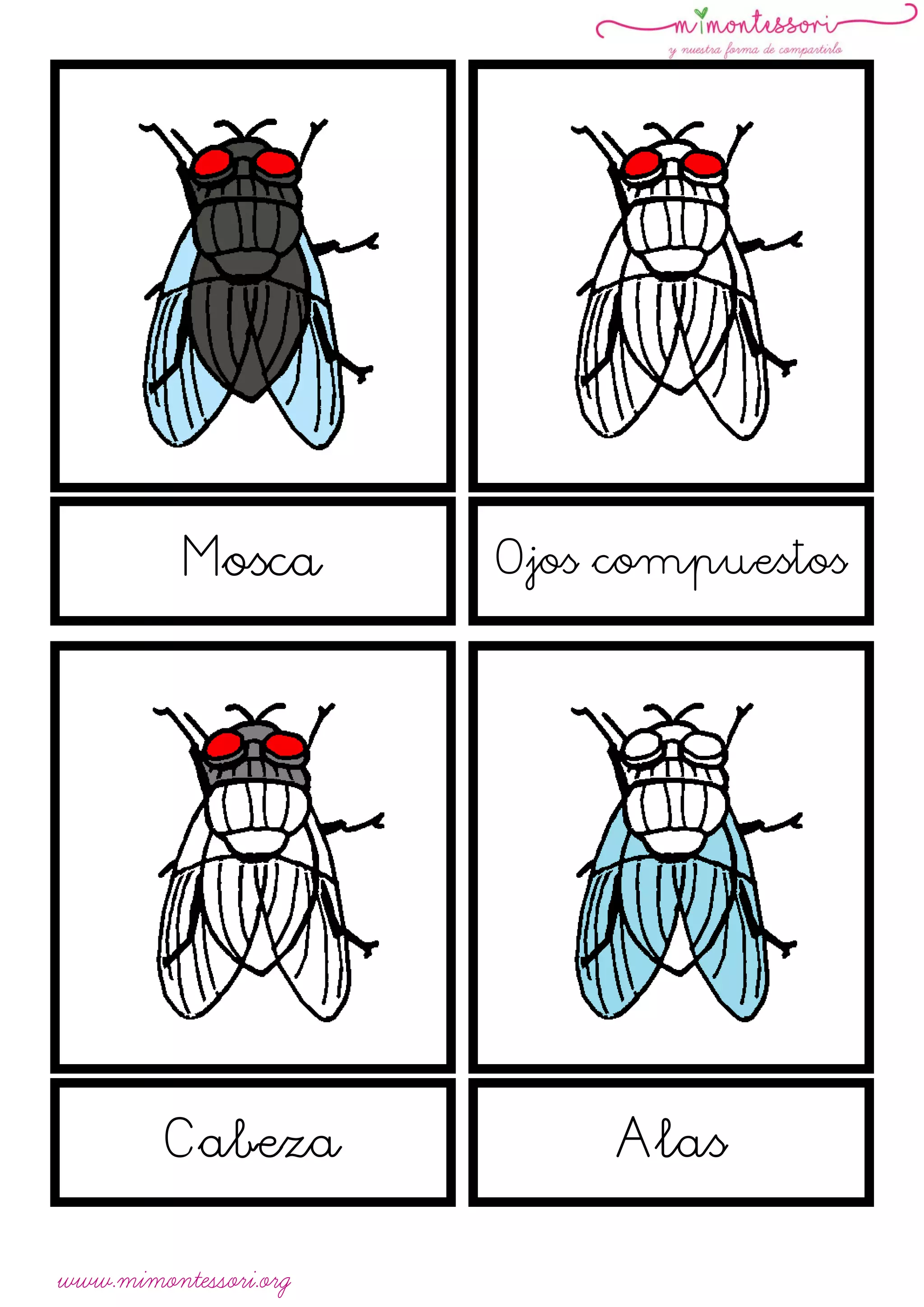 Anatomía De La Mosca Foto De Stock Gratuita Sobre Al Aire Libre,