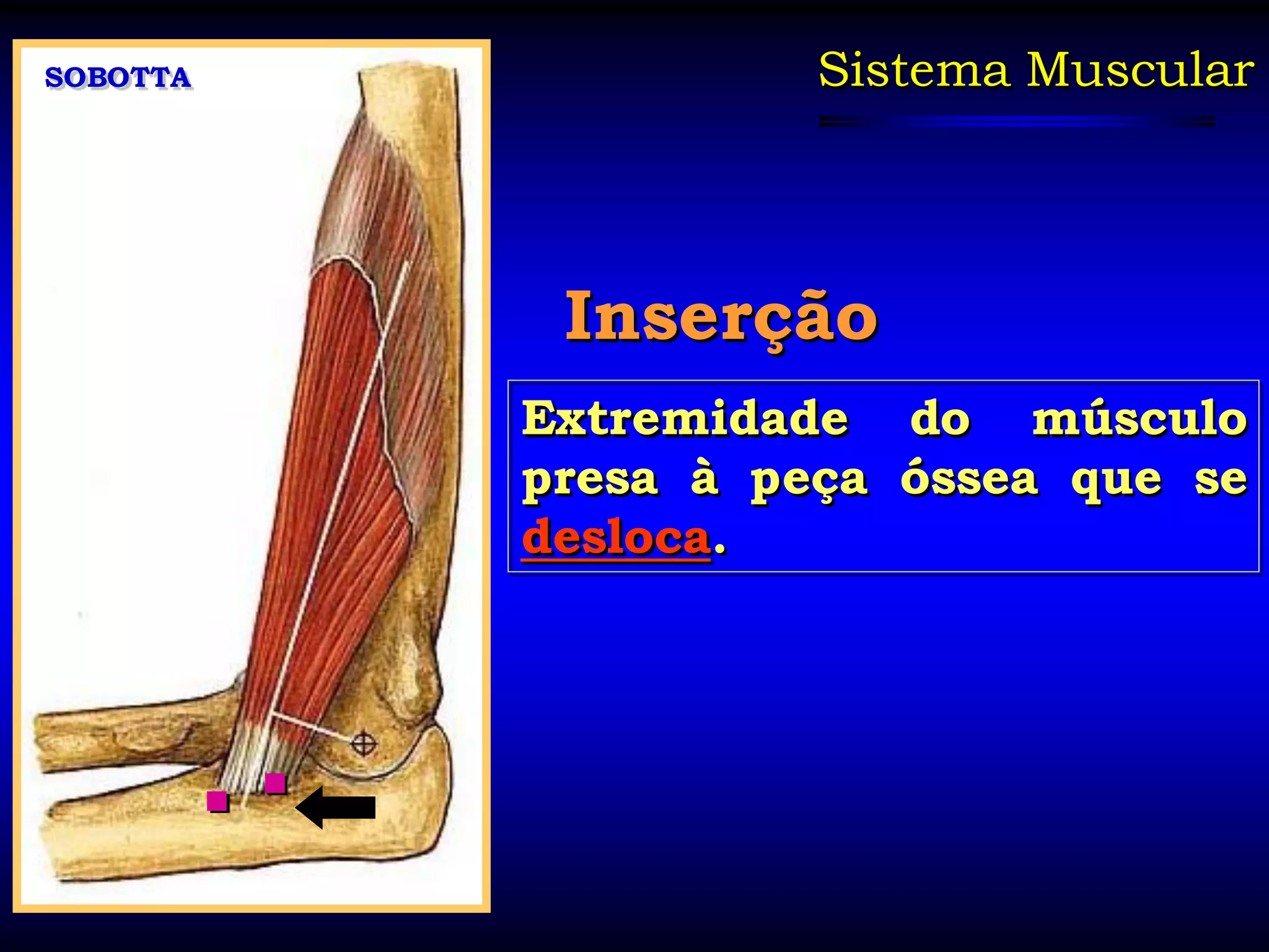 anatomia_músculo.pdf
