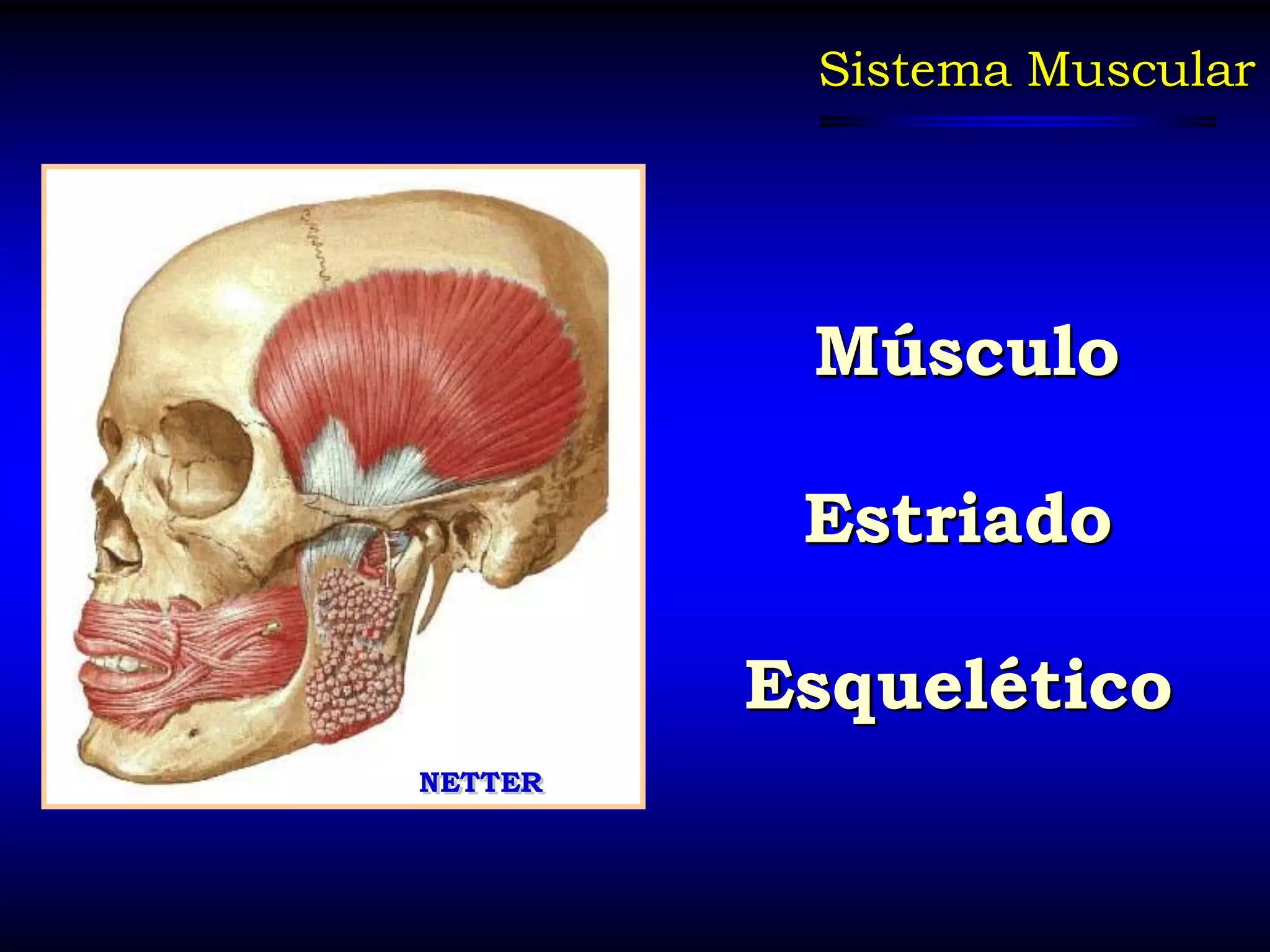 anatomia_músculo.pdf