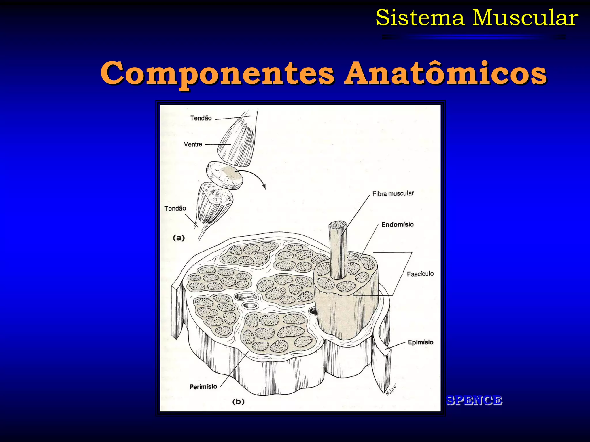 anatomia_músculo.pdf