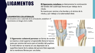 ANATOMIA MUSCULAR DEL MIEMBRO INFERIOR.pptx