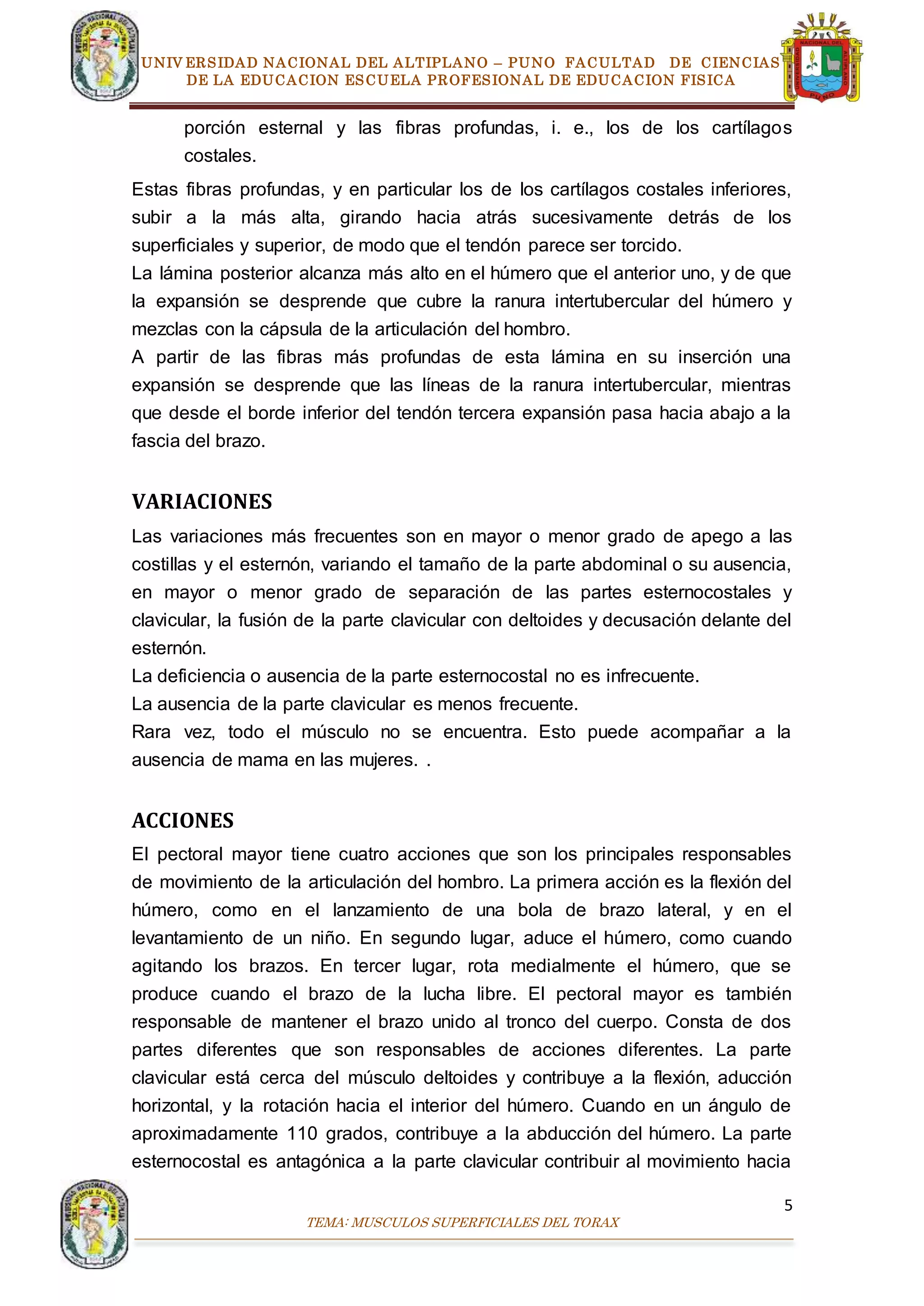 Anatomia Musculos Pdf