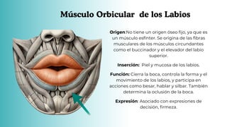 Anatomía de los Músculos de la Mímica Facial: Responsables de las ...