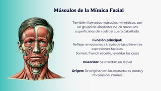 Anatomía de los Músculos de la Mímica Facial: Responsables de las ...