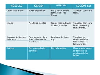 Anatomia musculos de la cabeza y cuero cabelludo | PPT