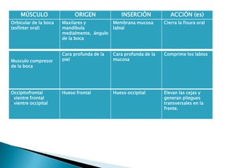 Anatomia musculos de la cabeza y cuero cabelludo | PPT