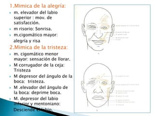 Anatomia musculos de la cabeza y cuero cabelludo | PPT