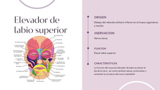 Anatomia muscular de nuestra cara y cuello | PDF