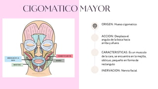 Anatomia muscular de nuestra cara y cuello | PPT