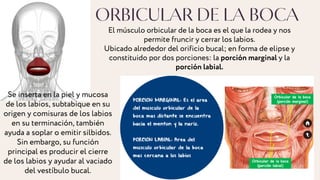 Anatomia muscular de nuestra cara y cuello | PDF