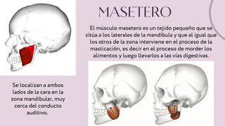 Anatomia muscular de nuestra cara y cuello | PDF