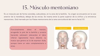 Anatomia muscular de nuestra cara y cuello | PDF