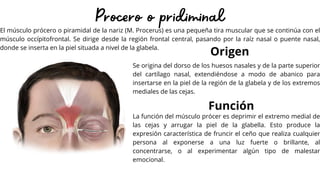 Anatomia muscular de nuestra cara y cuello | PPT
