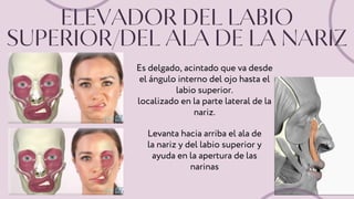 Anatomia muscular de nuestra cara y cuello | PPT