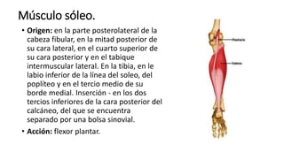 Anatomia musculos del miembro inferior | PPTX