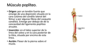Anatomia musculos del miembro inferior | PPTX