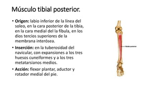 Anatomia musculos del miembro inferior | PPTX