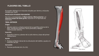 ANATOMÍA MÚSCULOS Y HUESOS DEL PIE .pdf